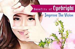 9 Health Benefits of Eyebright Herb