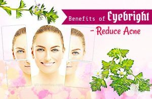 9 Health Benefits of Eyebright Herb