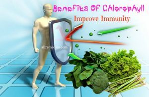 20 Common Health Benefits Of Chlorophyll And Additional Cautions
