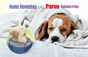 14 Natural Home Remedies For Parvo: Causes, Symptoms, Prevention