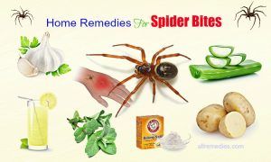 Symptoms & 24 Home Remedies For Spider Bites Itching On Face & Arm
